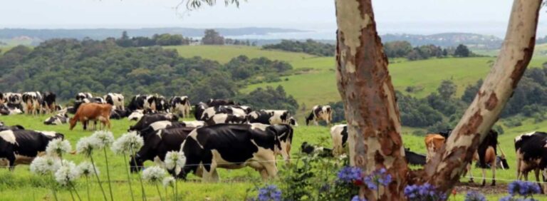 Dairy Jobs